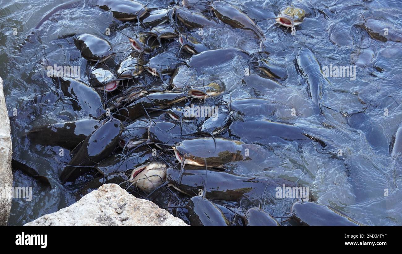 Freshwater black catfish. Group of catfish waiting for bread feeding in ...