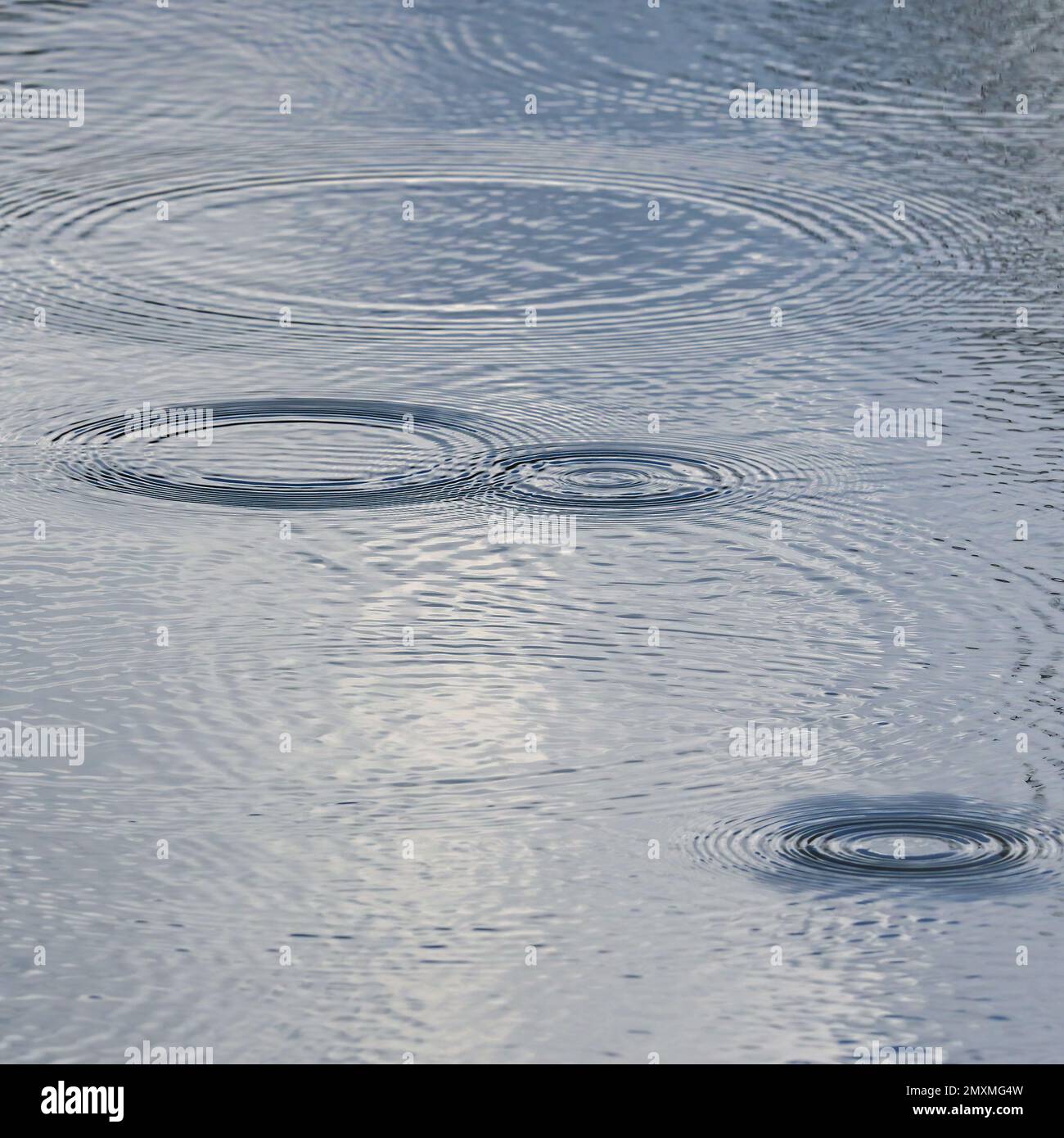 a rainy day, raindrops form rings in a puddle Stock Photo - Alamy
