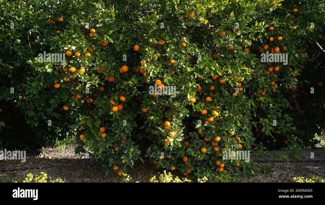 Mandarin tree (Citrus reticulata) with tangerines on its branches Stock ...