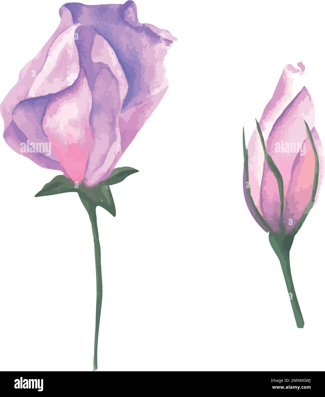 Bud eustoma lisianthus white Stock Vector Images - Alamy