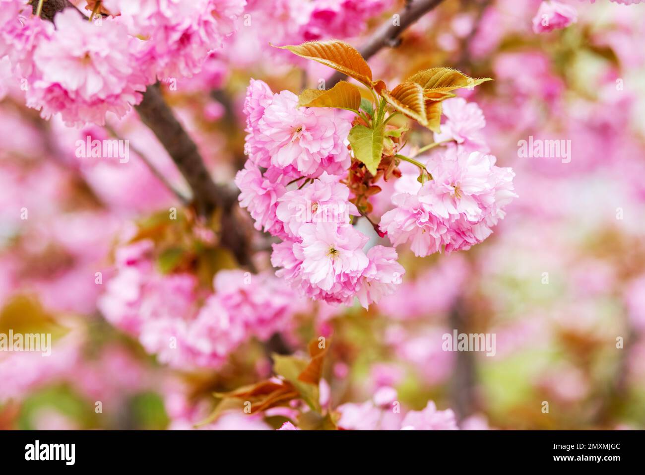 Sakura. Cherry blossoms japan. Pink spring blossom background Stock ...