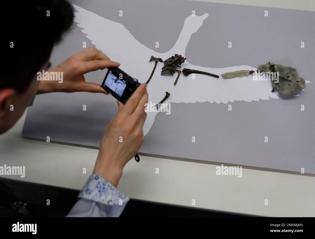 A journalist takes a picture of a recently discovered 70 million year ...