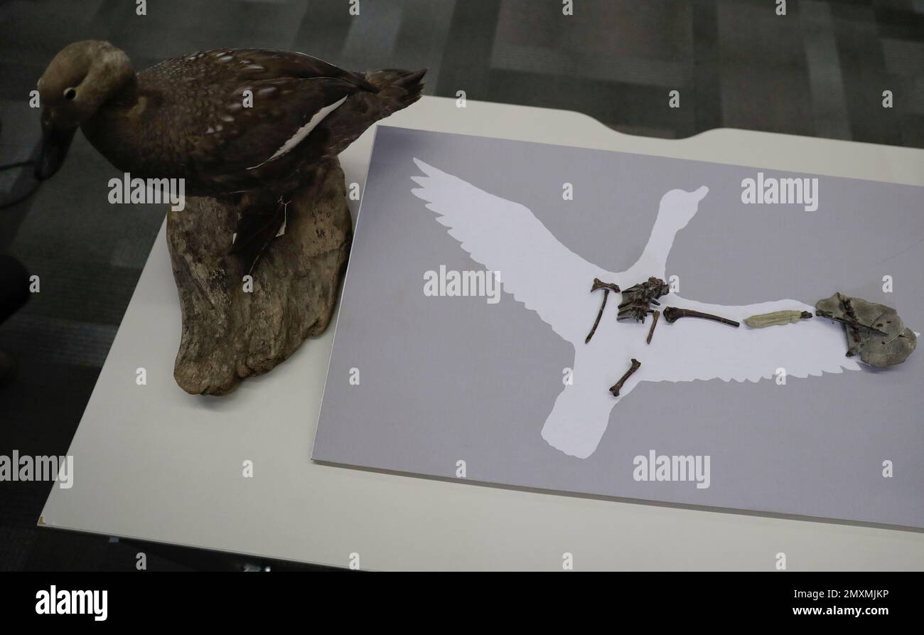 A recently discovered 70 million year old fossil of the “Vegavis Iaai ...