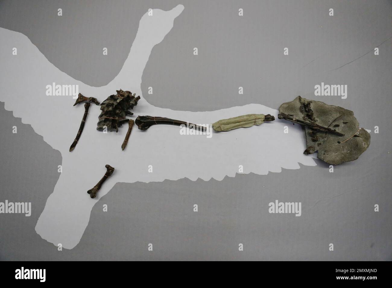 A recently discovered 70 million year old fossil of the “Vegavis Iaai ...