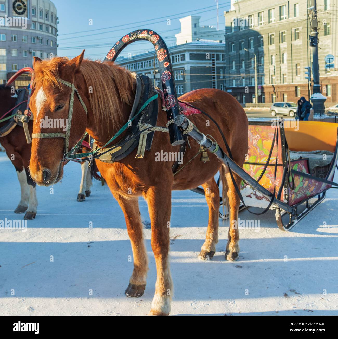 Close up saddled horse hi-res stock photography and images - Alamy