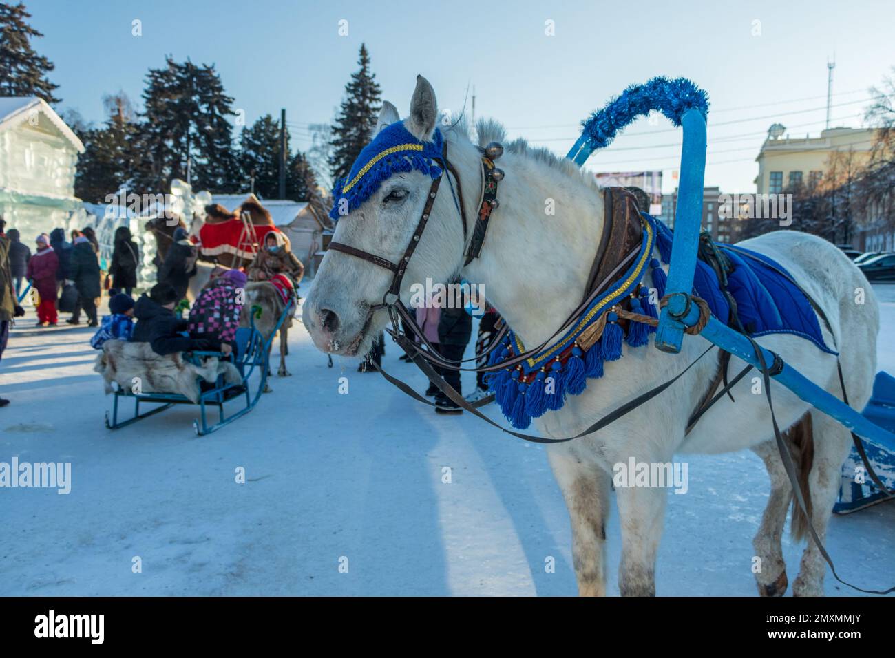 Chelyabinsk, Russia - January 05, 2021. A horse harnessed to a sleigh ...