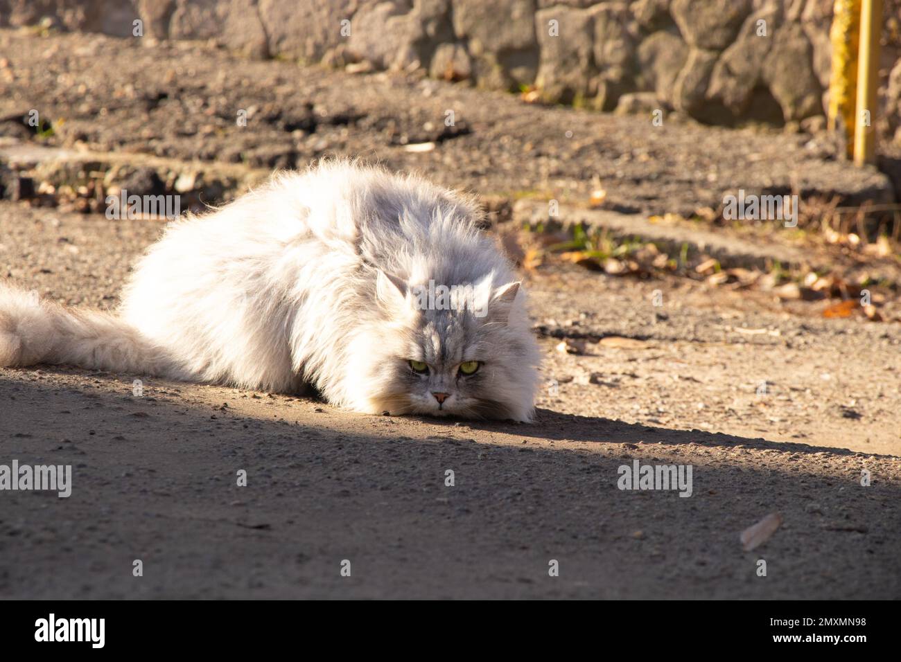 Cat sits in sun hi-res stock photography and images - Alamy