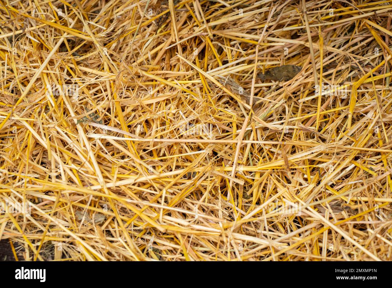yellow dry straw as background Stock Photo - Alamy