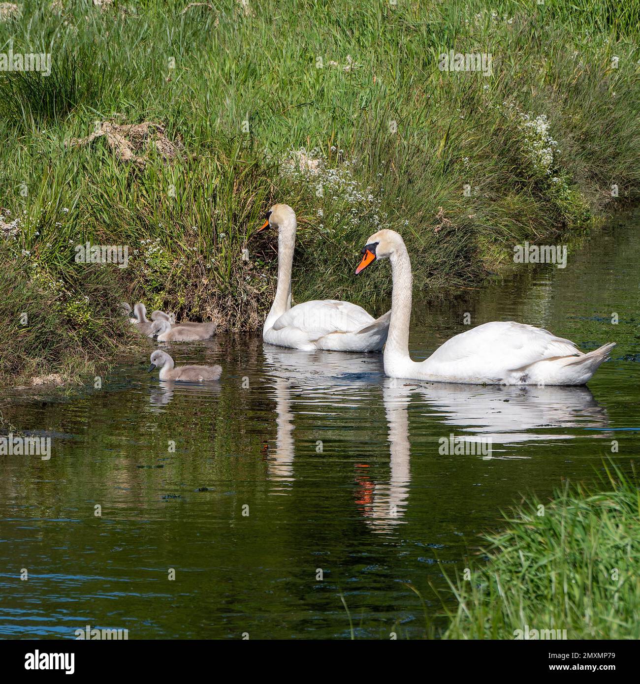 The swan family. Two swans with chicks on the stream. Birds in the wild ...
