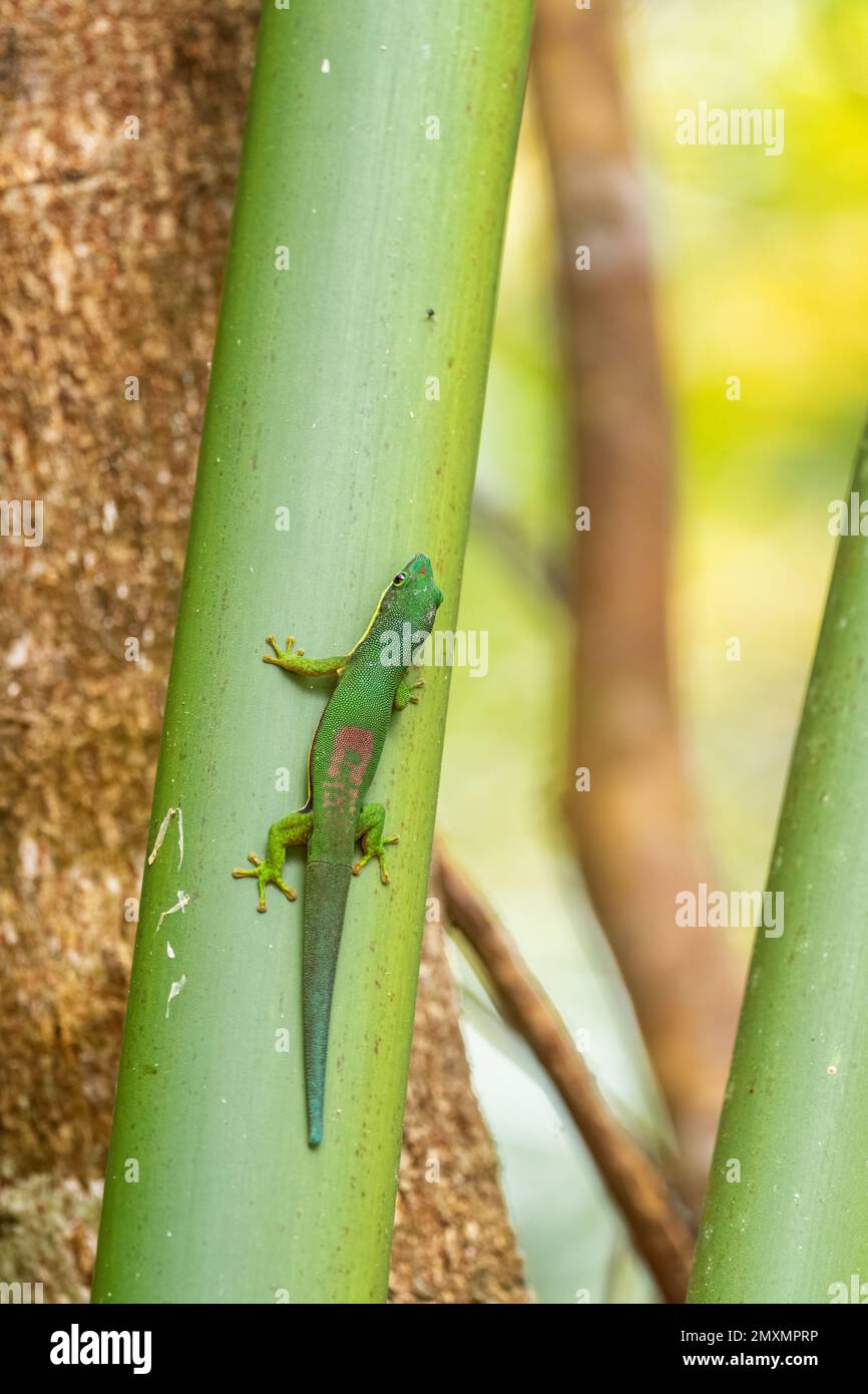 Striped Day Gecko - Phelsuma lineata, beautiful colored gecko endemic ...