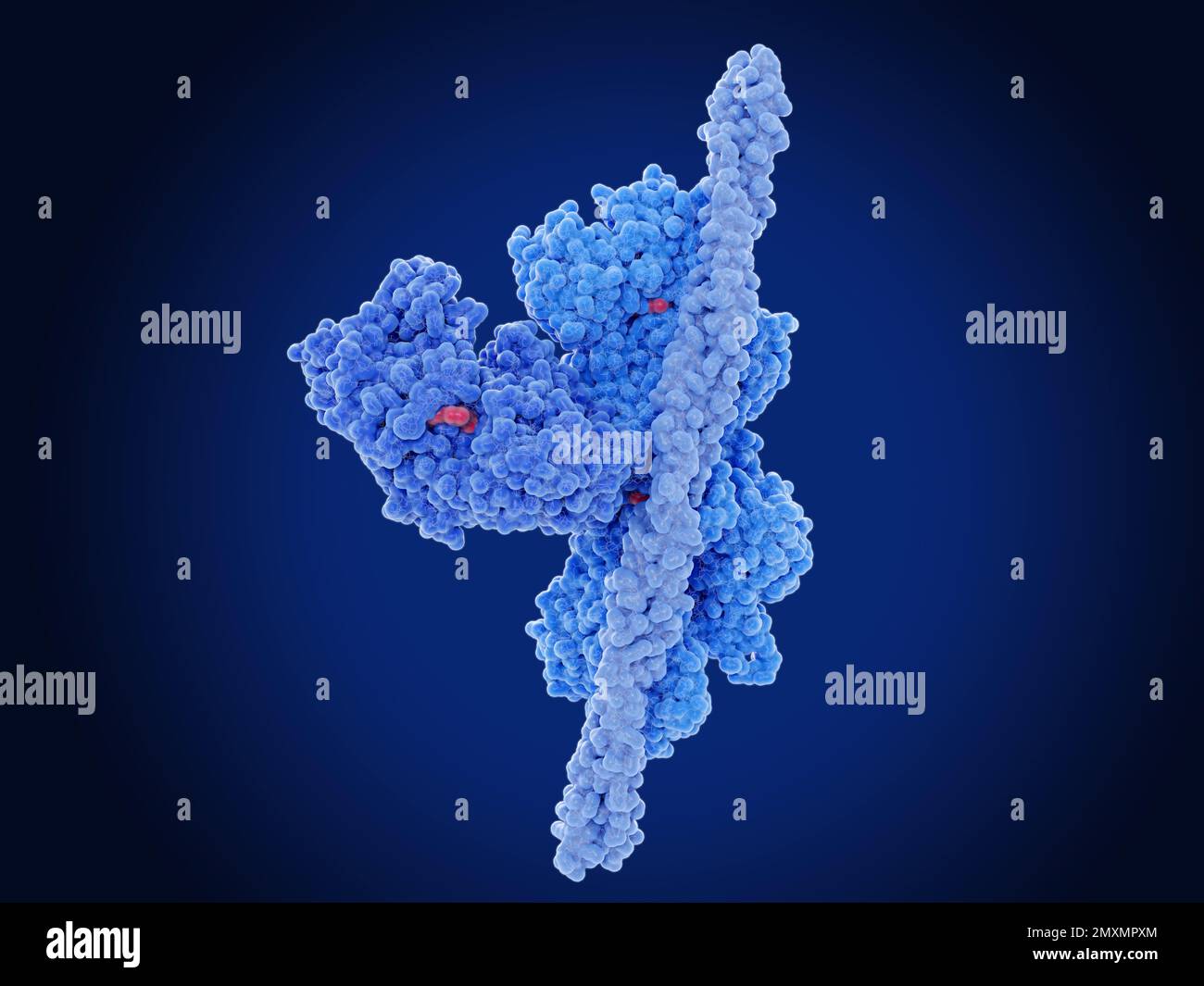 Cardiac muscle hi-res stock photography and images - Alamy
