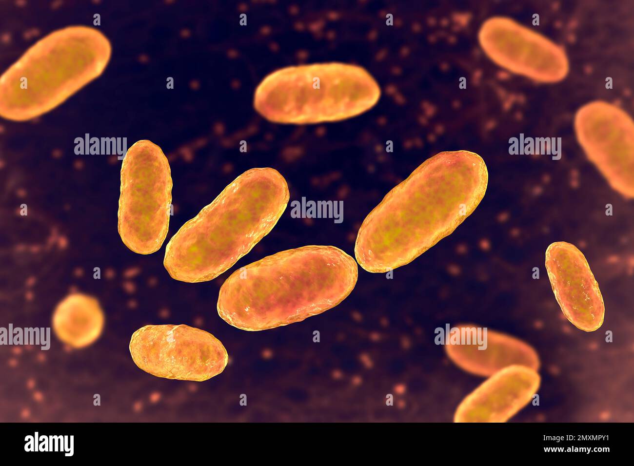Hacek organism hi-res stock photography and images - Alamy