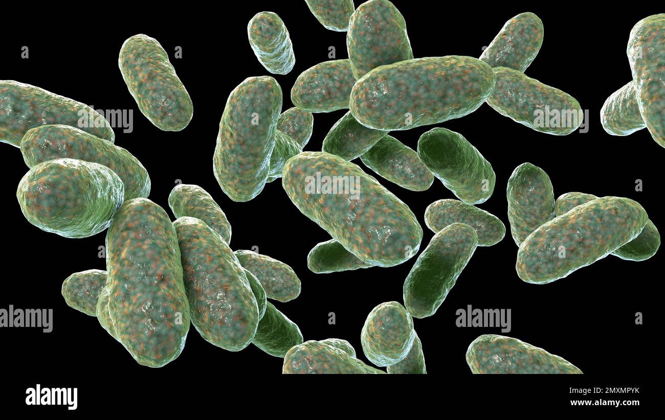 Aggregatibacter bacteria, illustration Stock Photo - Alamy
