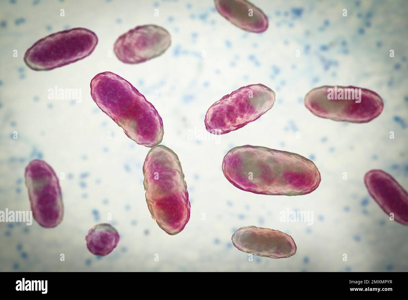 Aggregatibacter bacteria, illustration Stock Photo - Alamy