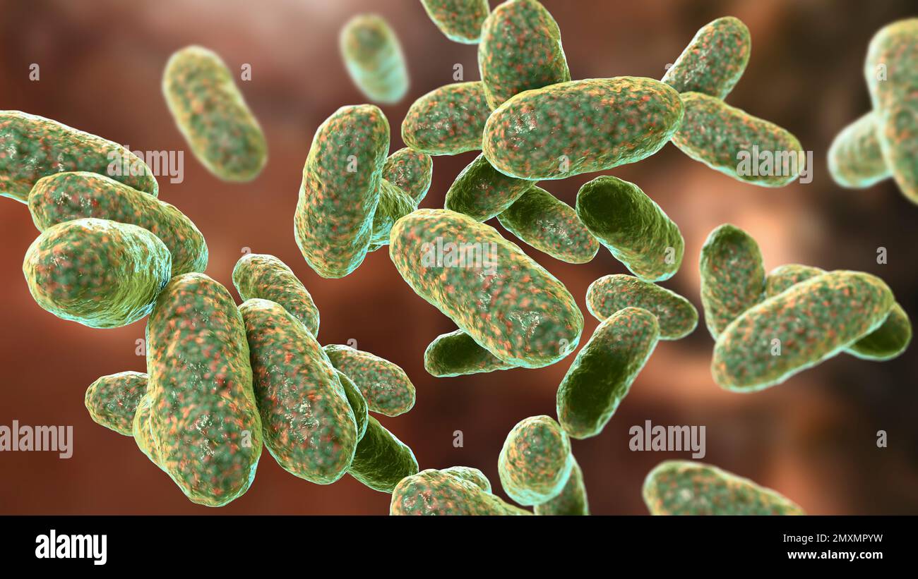 Actinobacillus hi-res stock photography and images - Alamy