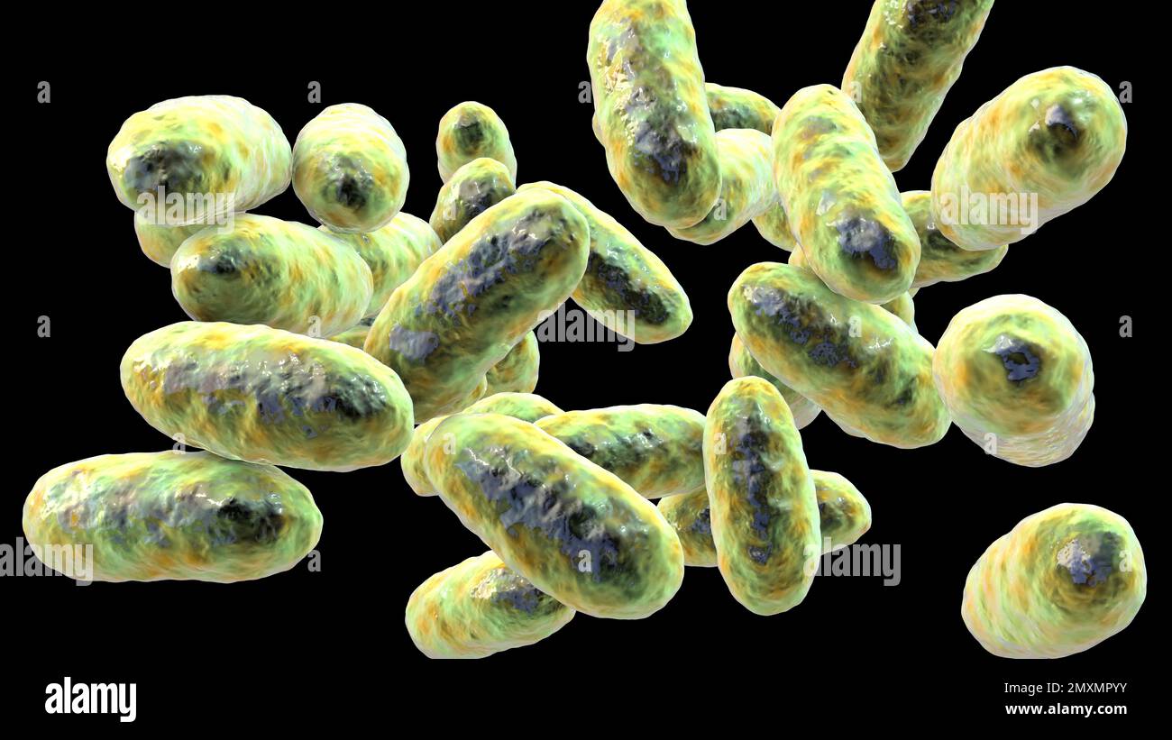 Actinobacillus bacteria hi-res stock photography and images - Alamy