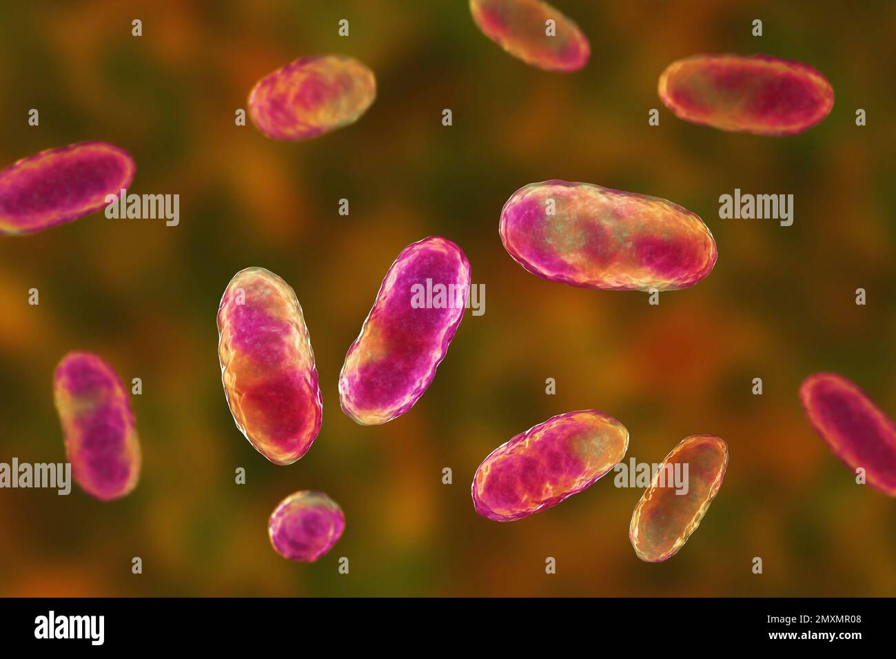 Aggregatibacter bacteria, illustration Stock Photo - Alamy