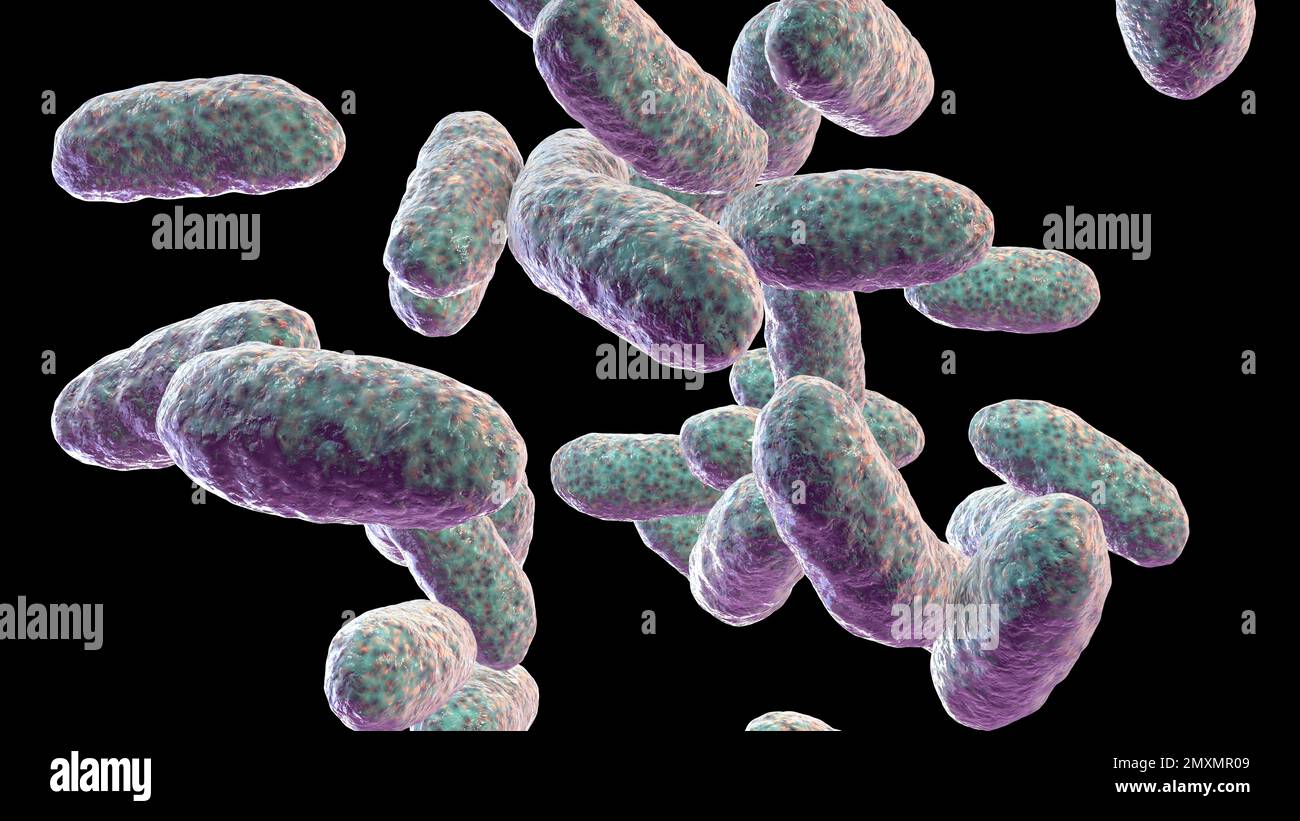 Actinobacillus bacteria hi-res stock photography and images - Alamy