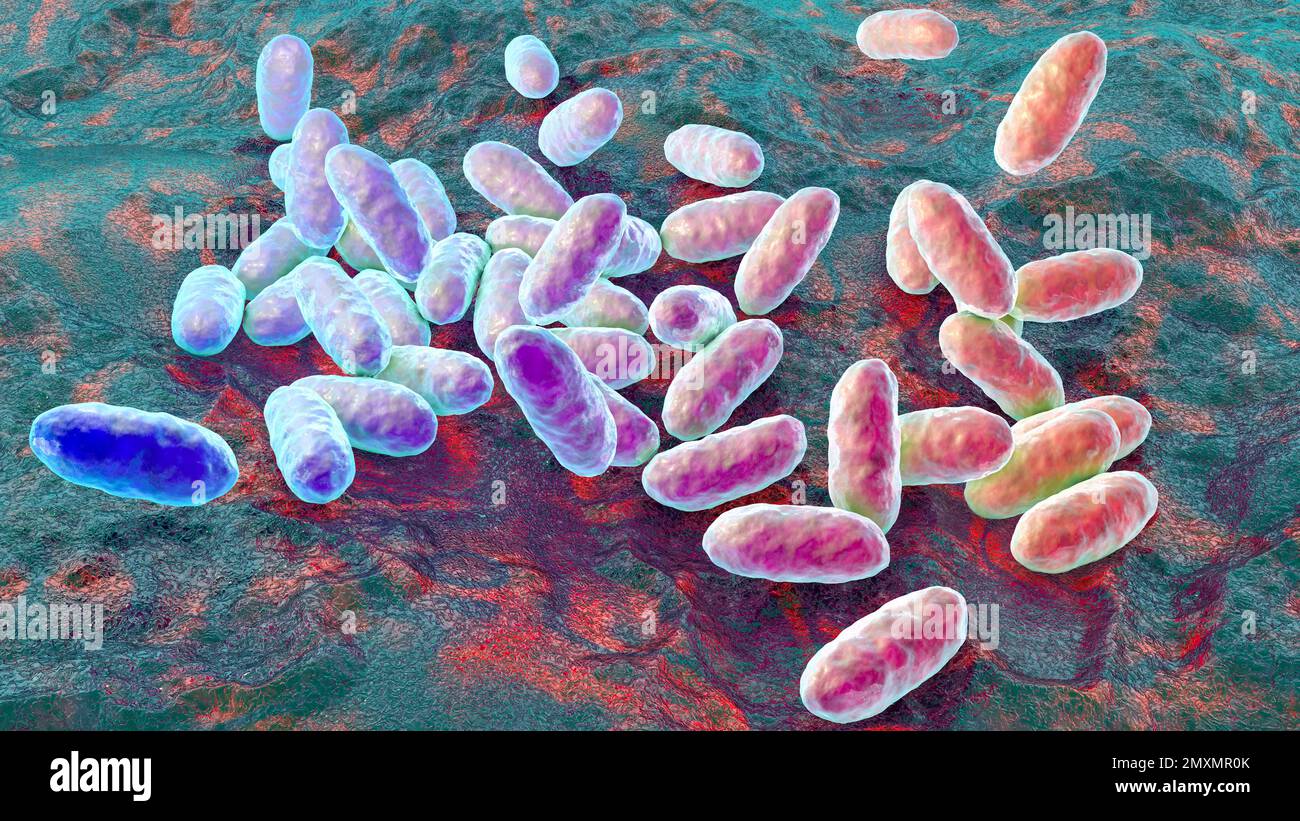 Aggregatibacter bacteria, illustration Stock Photo - Alamy