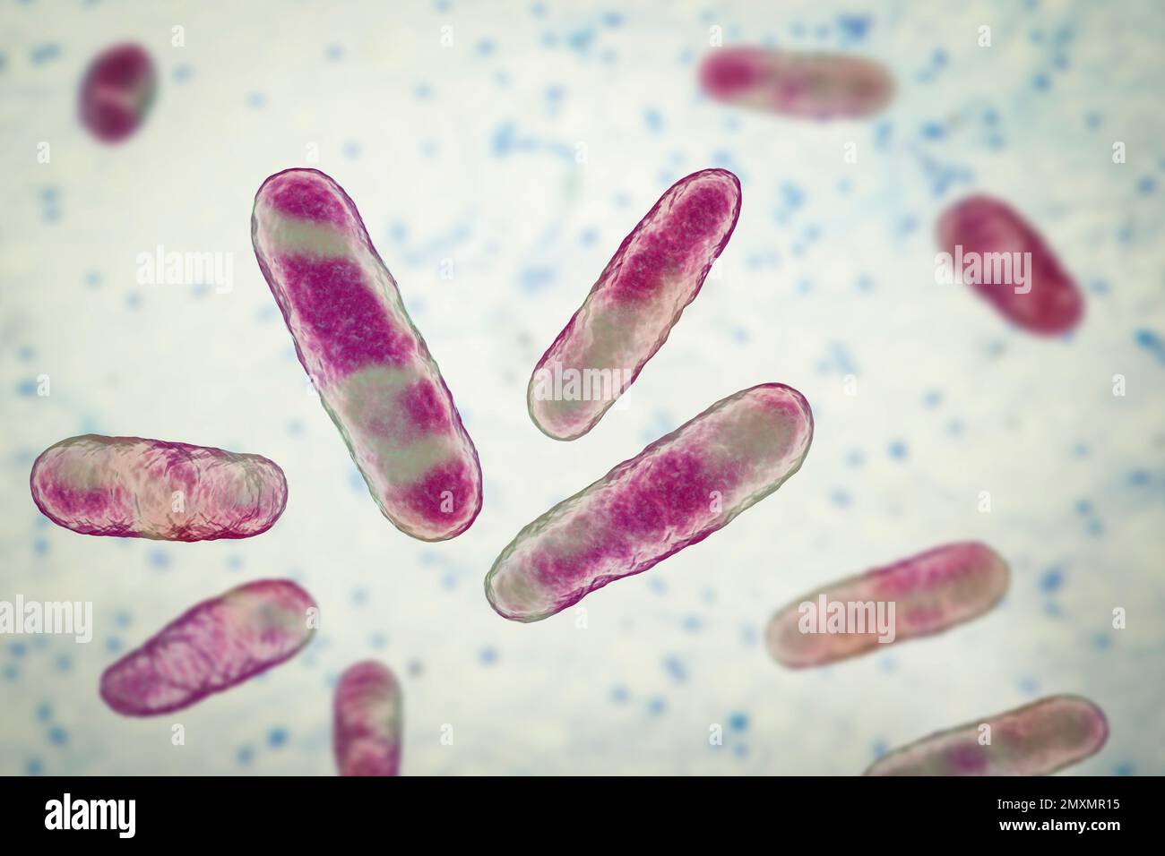 Eikenella corrodens bacteria hi-res stock photography and images - Alamy