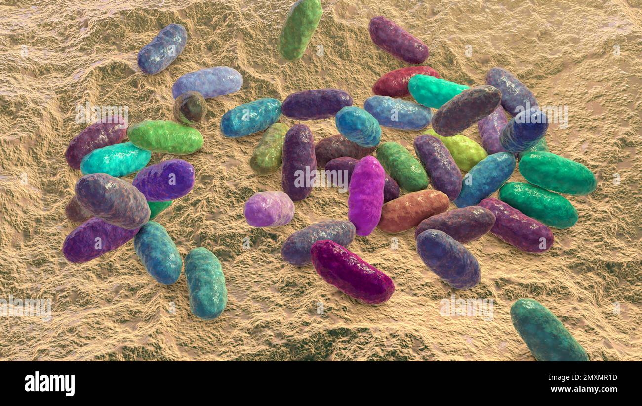 Actinobacillus hi-res stock photography and images - Alamy