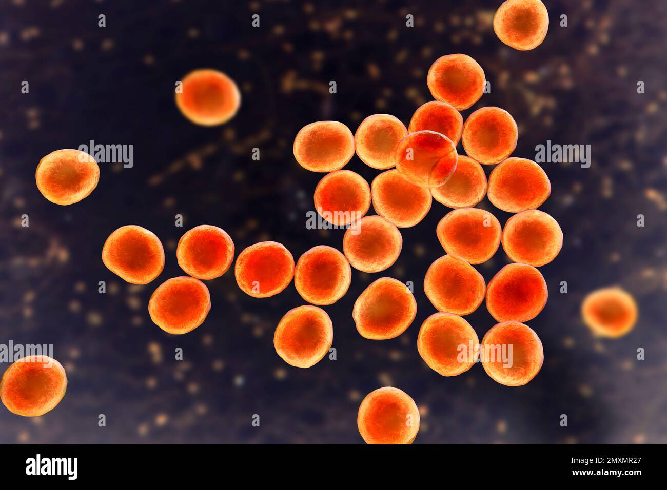MRSA bacteria, illustration Stock Photo - Alamy