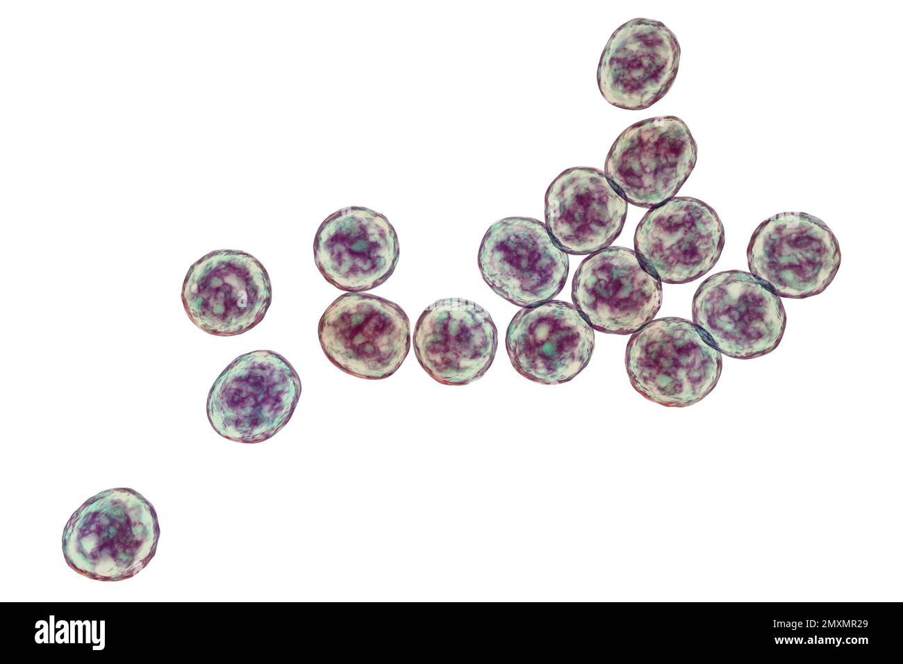 MRSA bacteria, illustration Stock Photo - Alamy