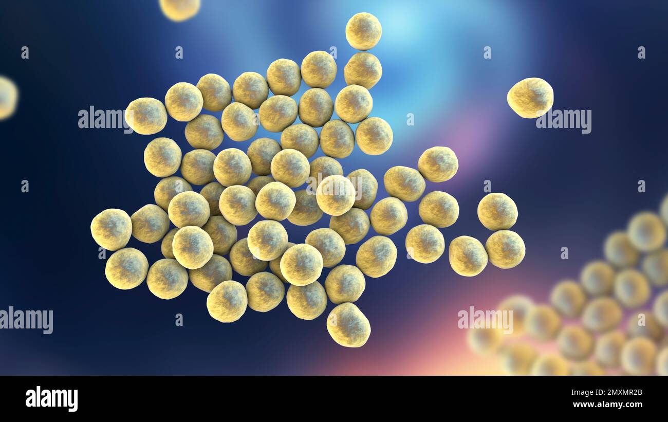 MRSA bacteria, illustration Stock Photo - Alamy