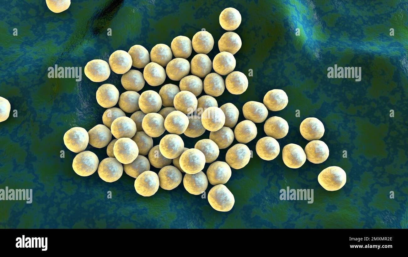 MRSA bacteria, illustration Stock Photo - Alamy