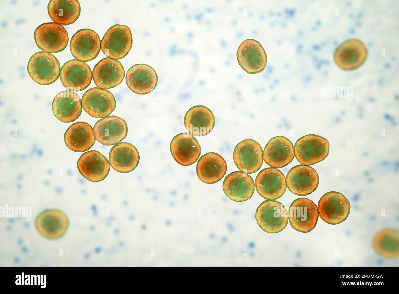 MRSA bacteria, illustration Stock Photo - Alamy