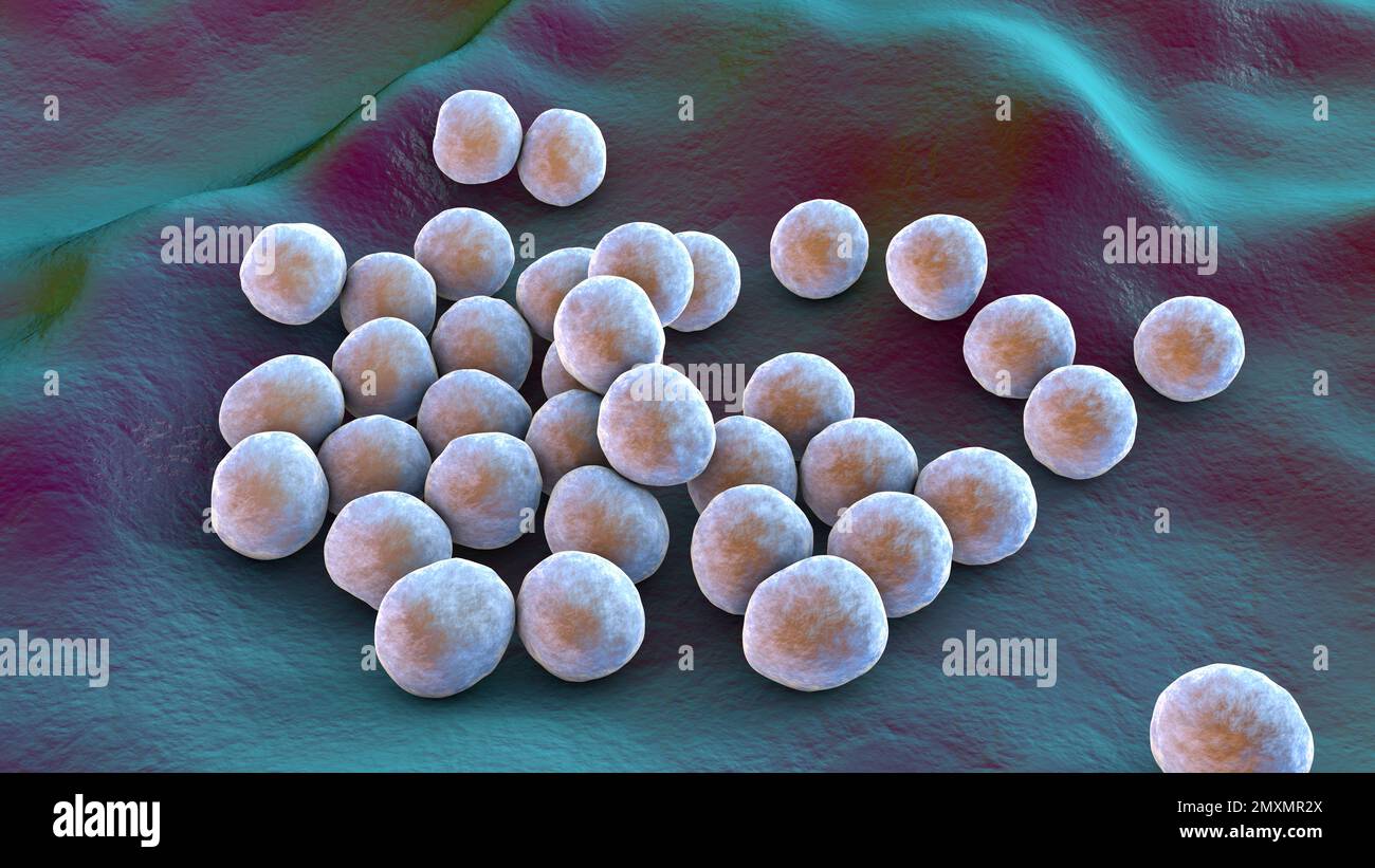 MRSA bacteria, illustration Stock Photo - Alamy