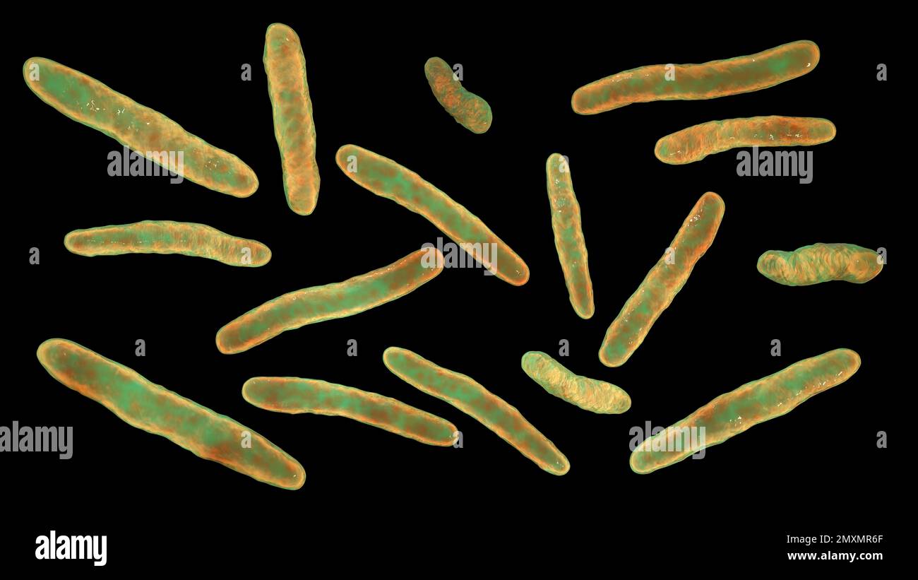 Tuberculosis bacteria, illustration Stock Photo - Alamy