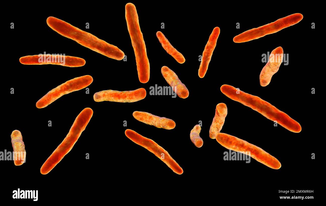 Mycobacterium bovis hi-res stock photography and images - Alamy