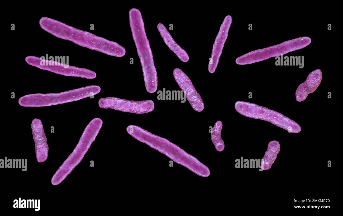 Mycobacterium Bovis TB Knowledge Exchange TB Transmission From Badgers