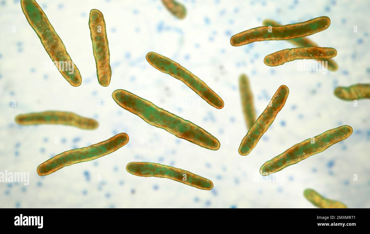 Tuberculosis bacteria, illustration Stock Photo - Alamy