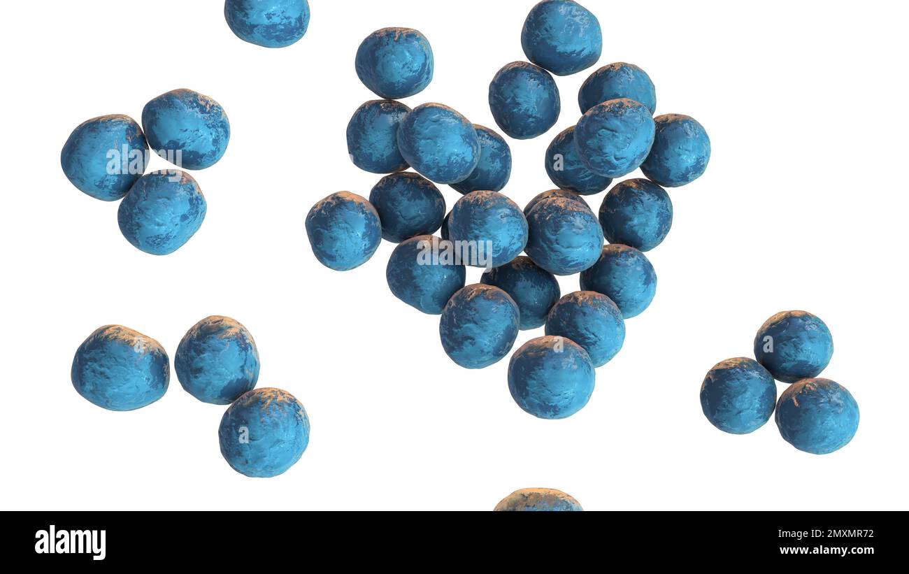 Staphylococcus lugdunensis bacteria, illustration Stock Photo - Alamy