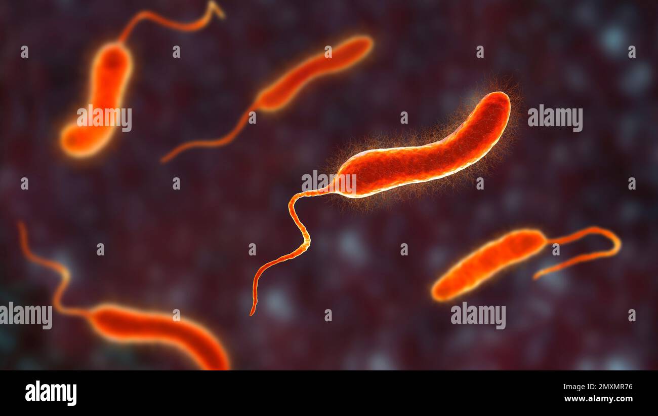 Vibrio mimicus bacteria, illustration Stock Photo - Alamy