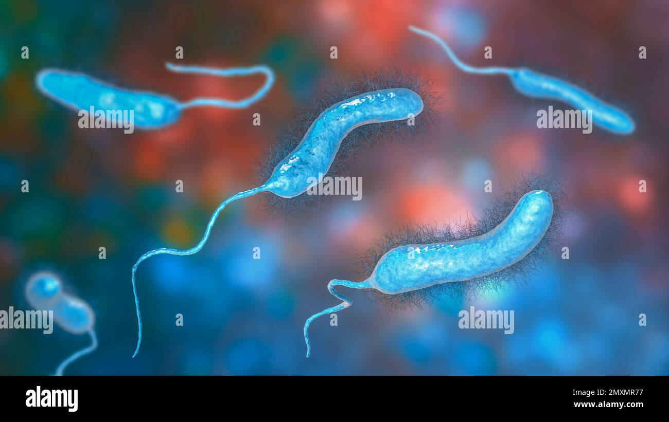 Vibrio mimicus bacteria, illustration Stock Photo - Alamy