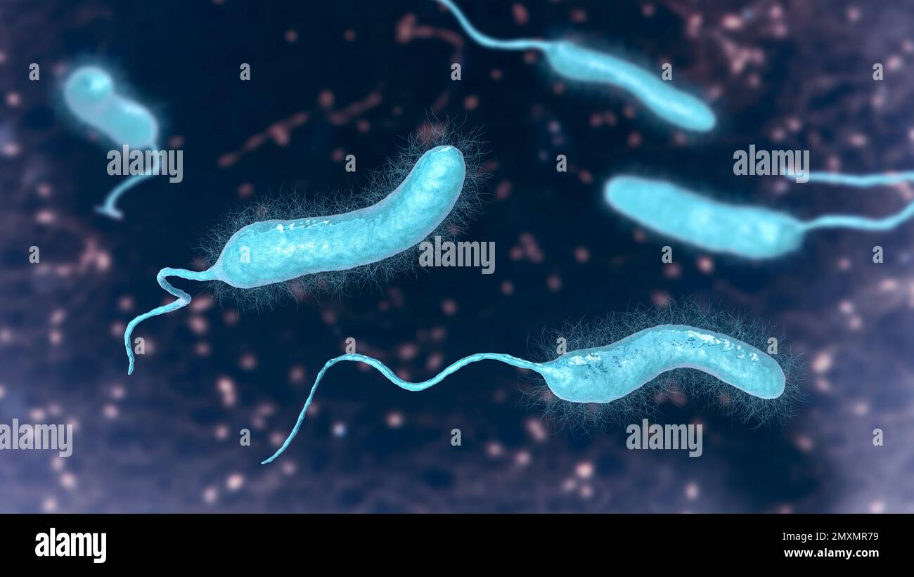Vibrio mimicus bacteria, illustration Stock Photo - Alamy