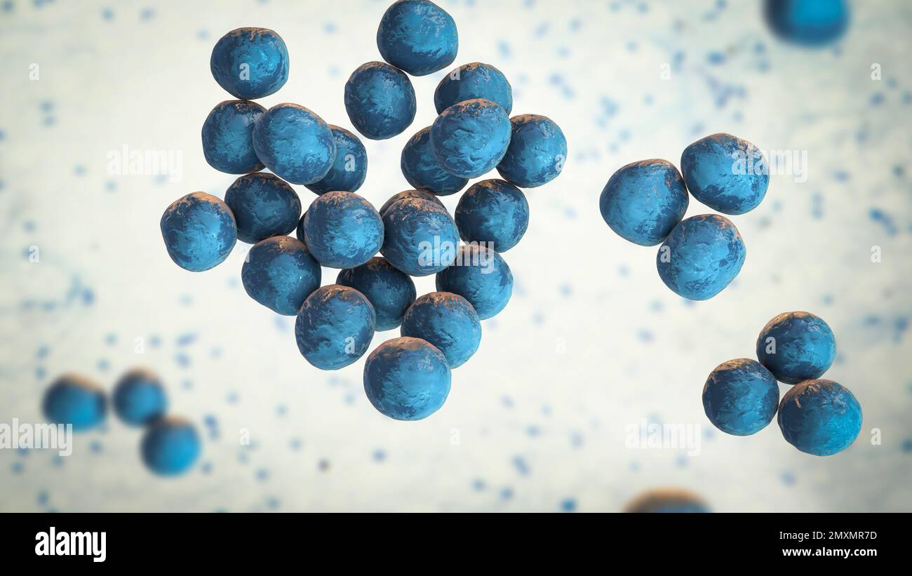 Staphylococcus lugdunensis bacteria, illustration Stock Photo - Alamy