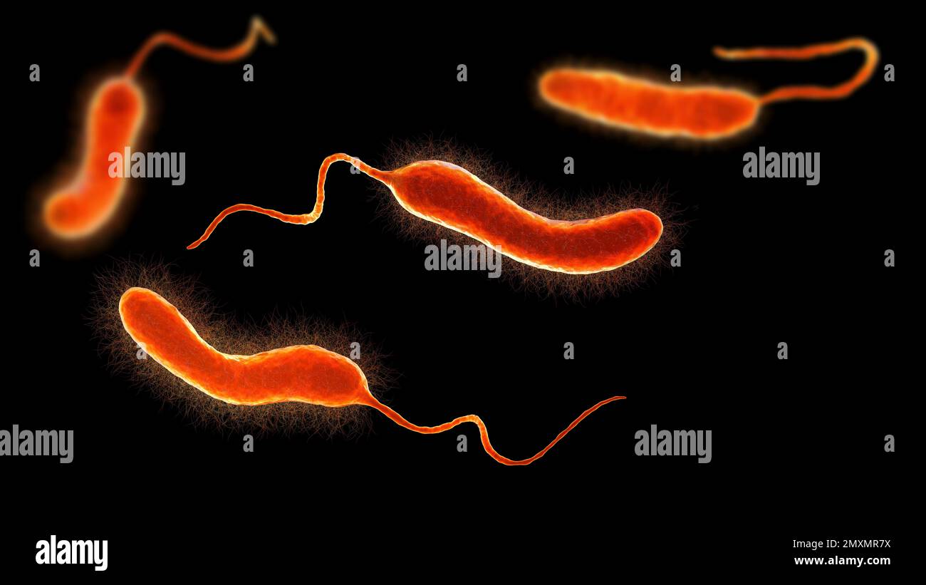 Vibrio mimicus hi-res stock photography and images - Alamy