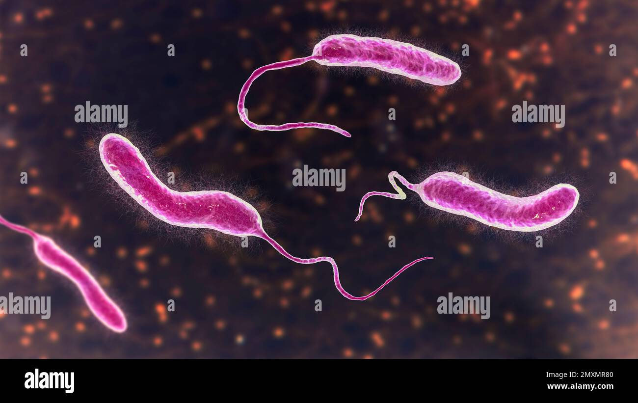 Vibrio mimicus bacteria, illustration Stock Photo - Alamy