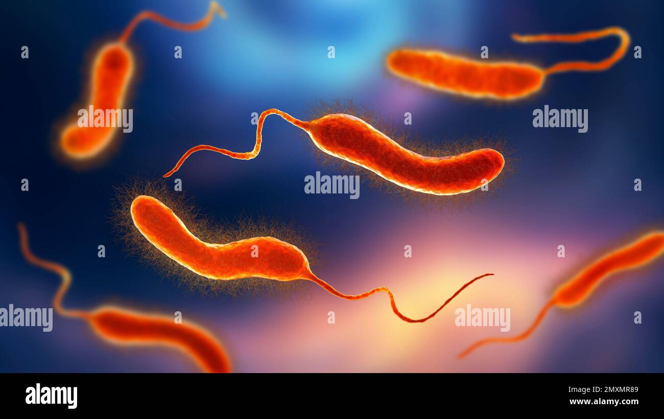 Vibrio mimicus bacteria, illustration Stock Photo - Alamy
