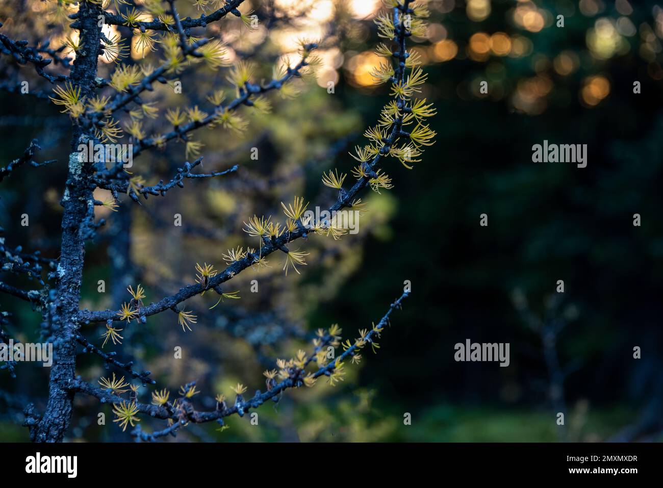 Bright yellow larch trees in the morning sun. Lake O’Hara, Yoho ...