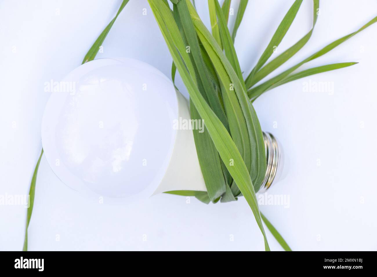 Grass bulb hi-res stock photography and images - Alamy