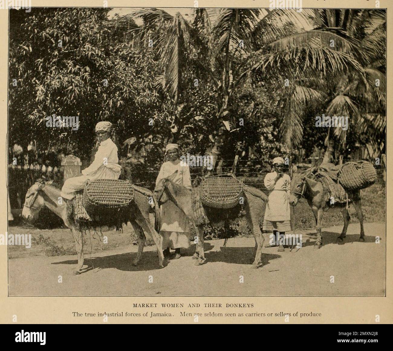 Market Women and their Donkeys from the book Panama and the Canal in ...