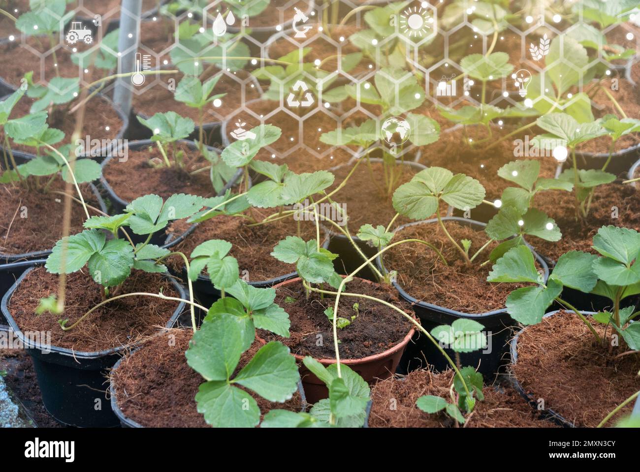 Plants background with biochemistry structure. Natural and science ...