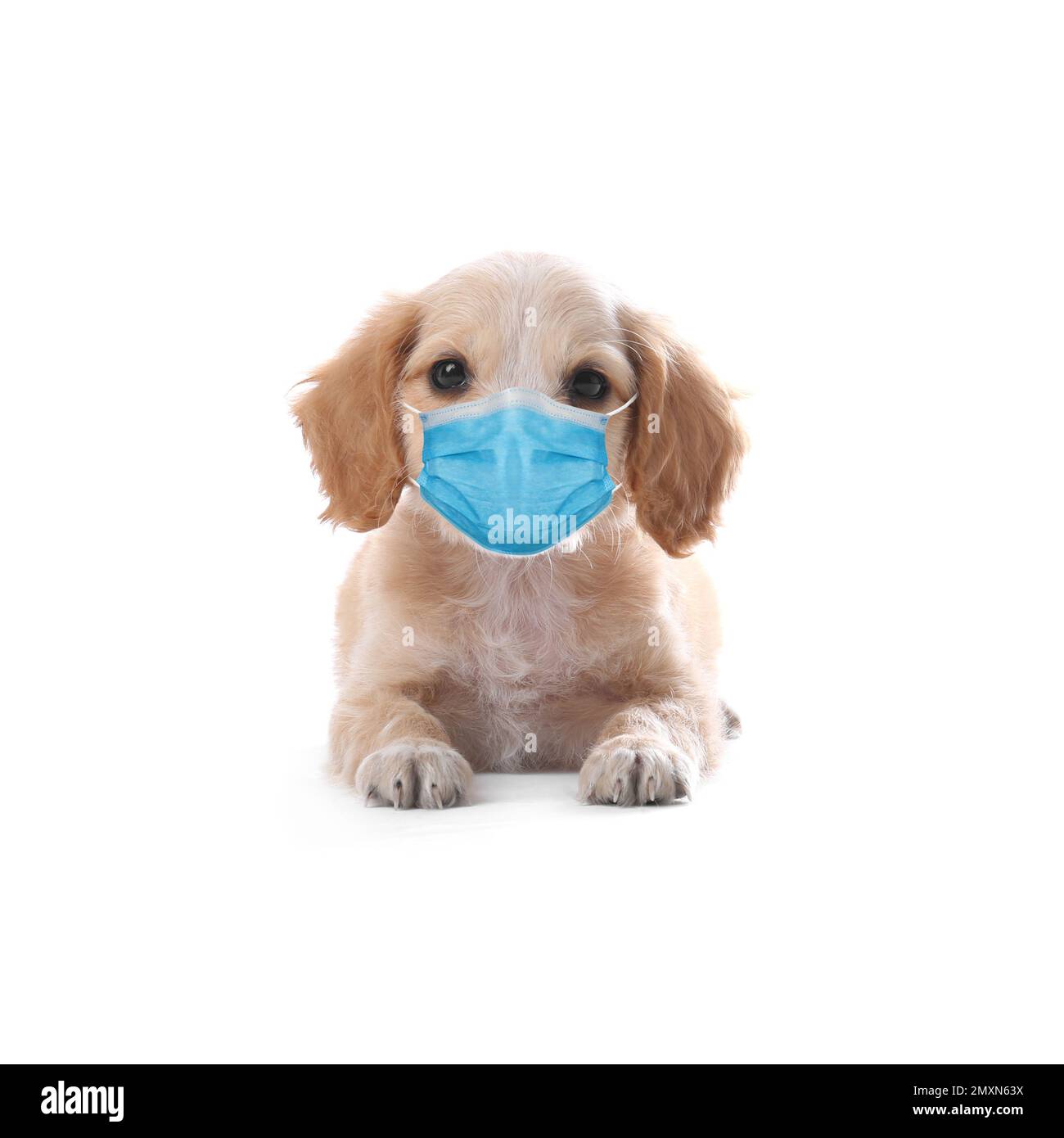 Cute English Cocker Spaniel puppy in medical mask on white background ...