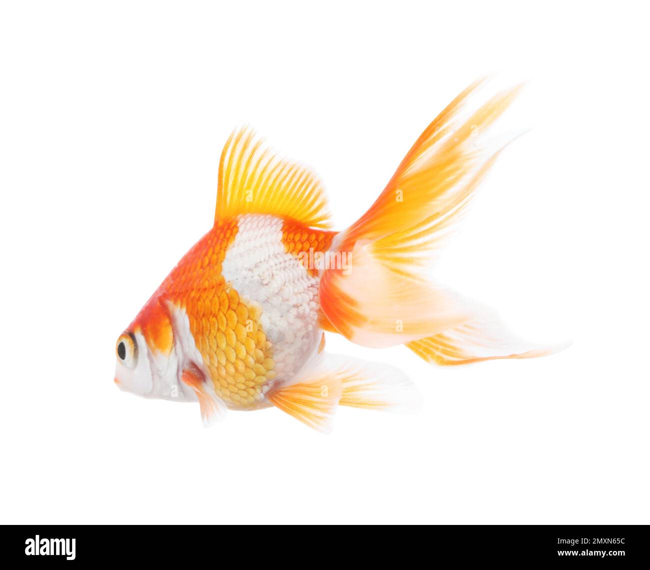 Beautiful bright small goldfish isolated on white Stock Photo - Alamy