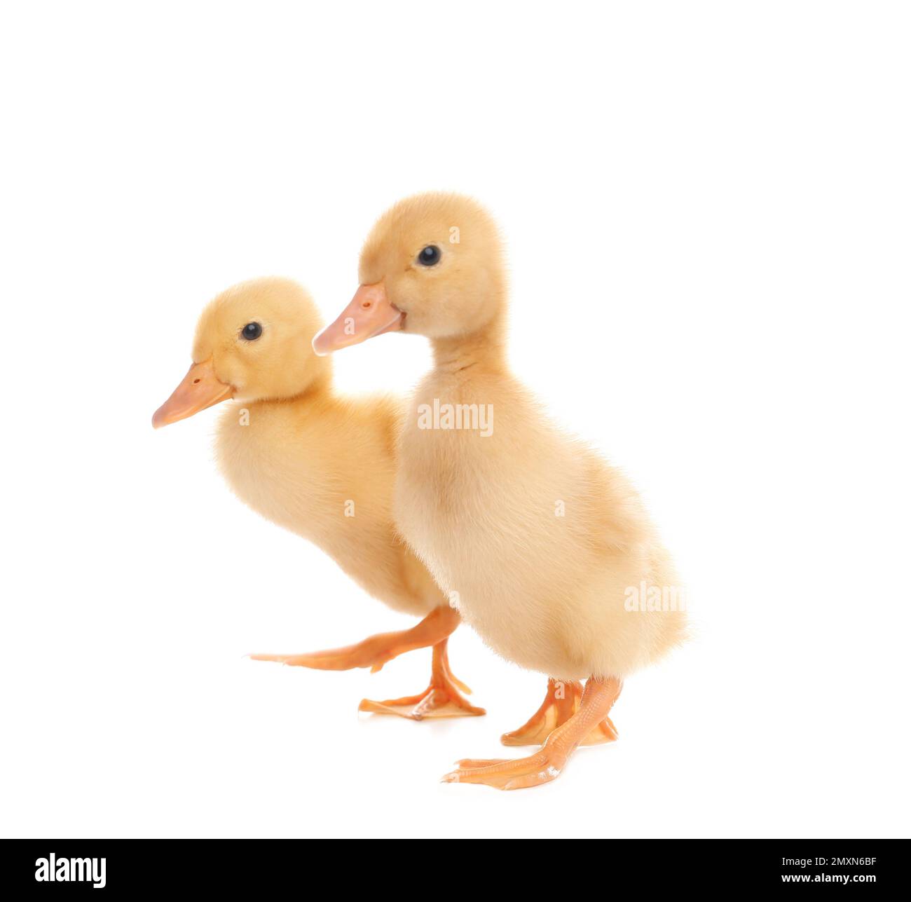 Two cute little ducklings Cut Out Stock Images & Pictures - Alamy